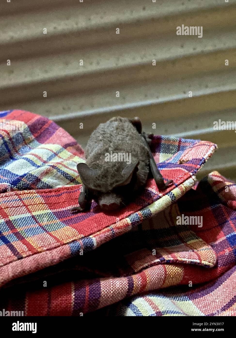 Eastern Free-tailed Bat (Ozimops ridei Stock Photo - Alamy