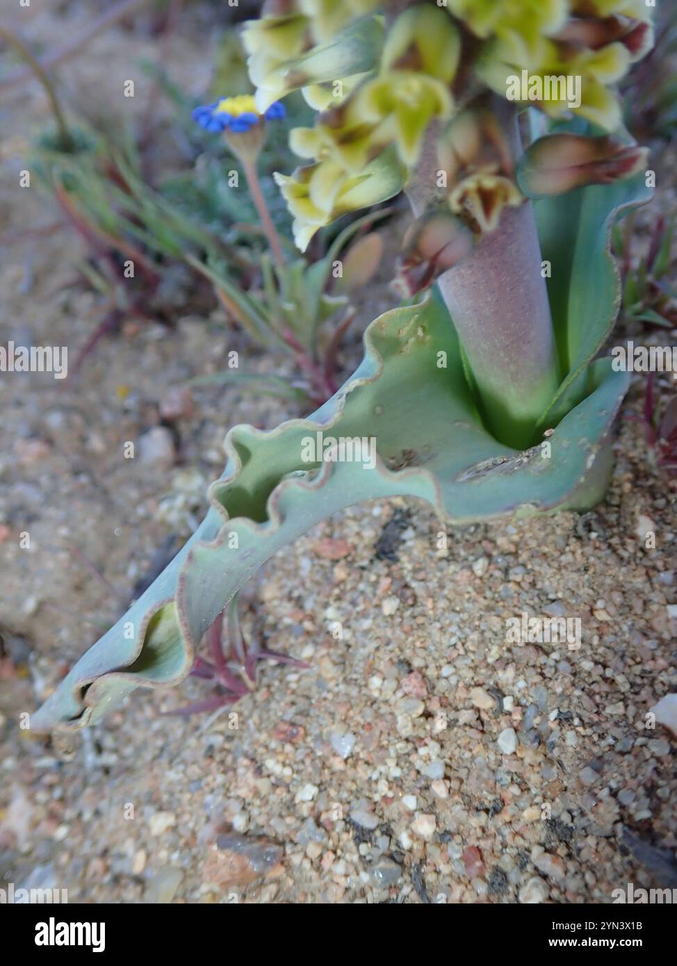 Pied Viooltjie (Lachenalia mutabilis Stock Photo - Alamy