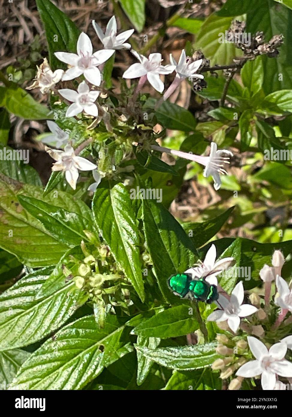 Dilemma Orchid Bee (Euglossa dilemma Stock Photo - Alamy