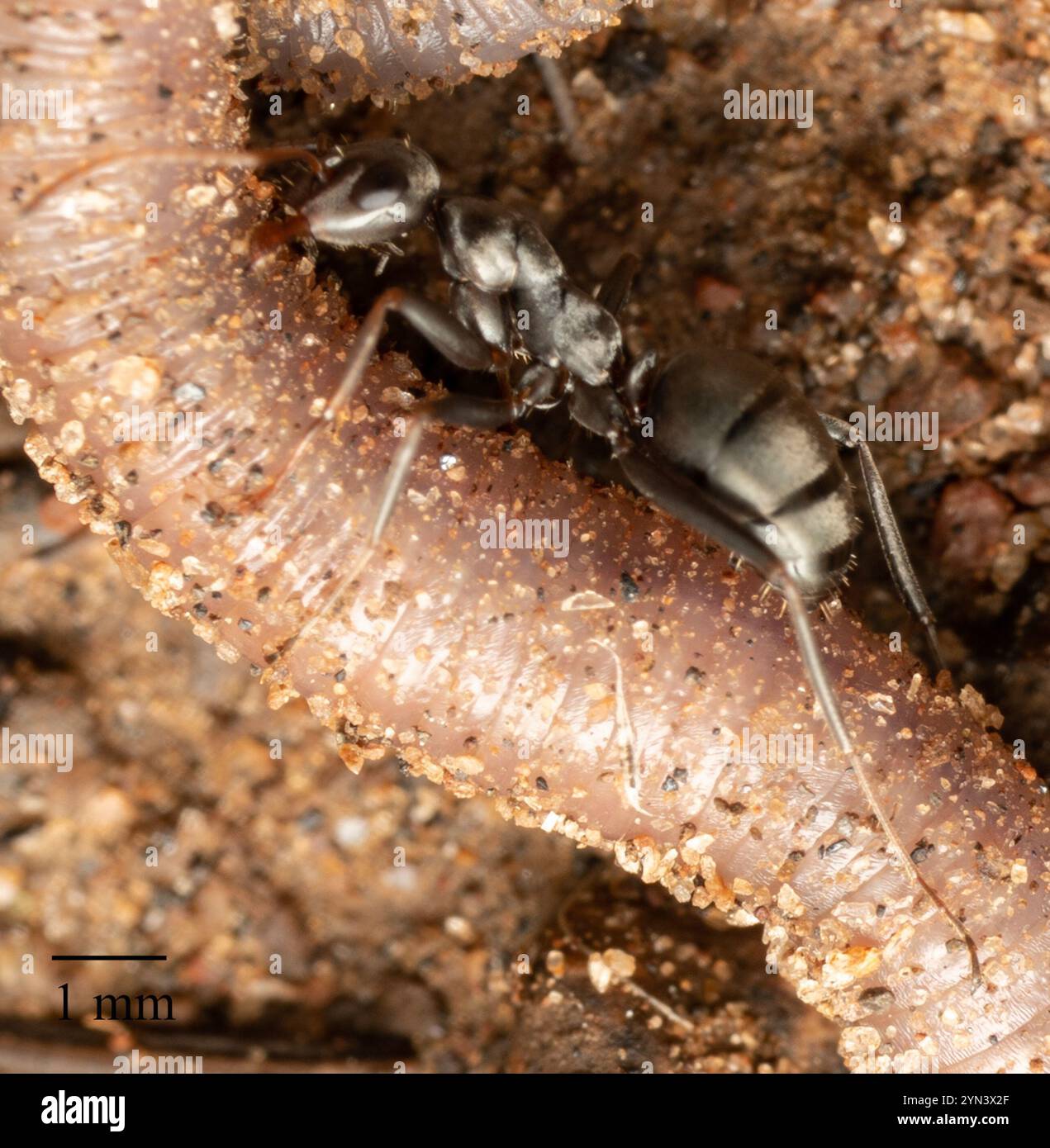 fusca-group Field Ants and Allies (Formica fusca Stock Photo - Alamy