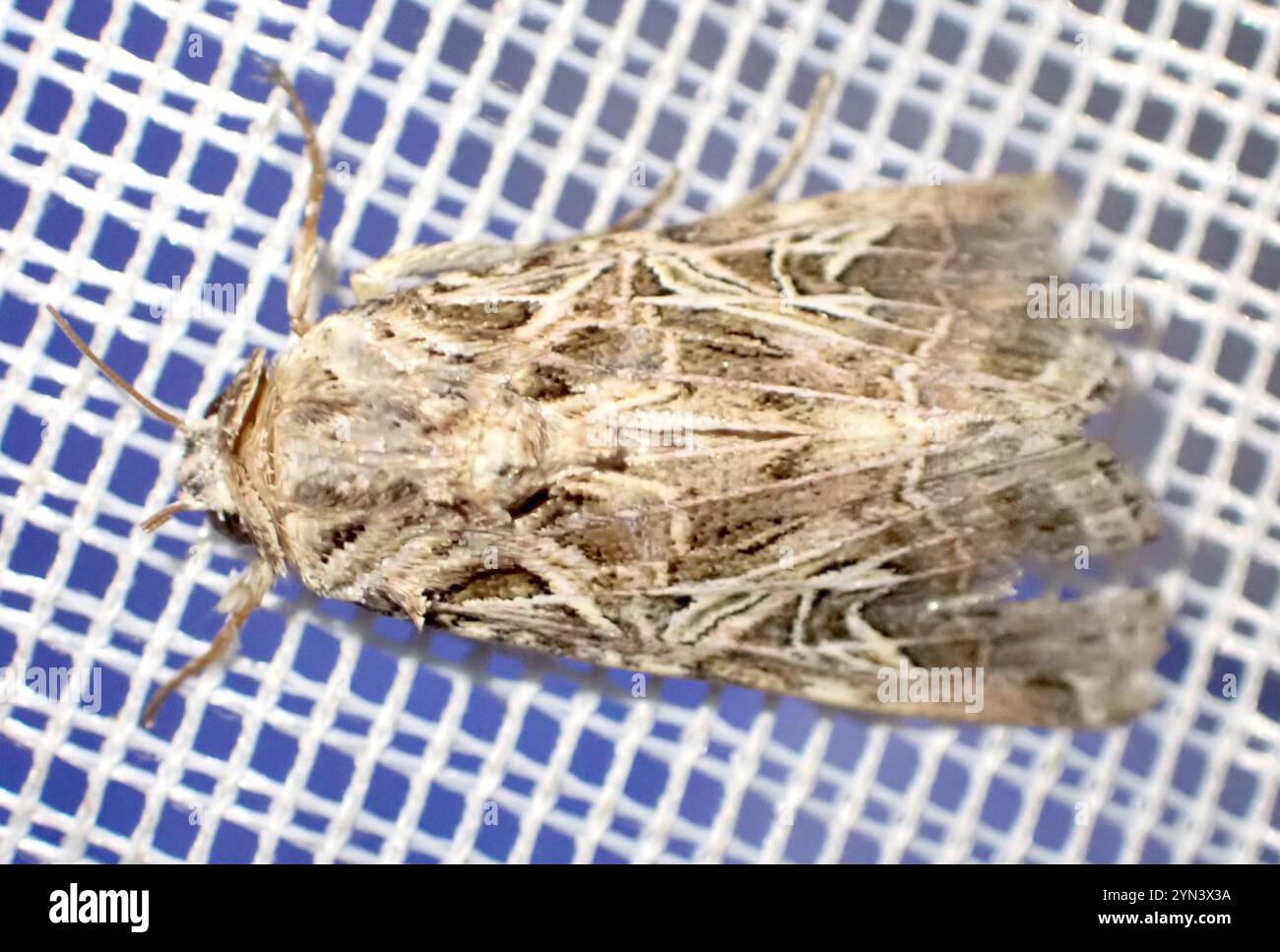 Mediterranean Brocade (Spodoptera littoralis Stock Photo - Alamy