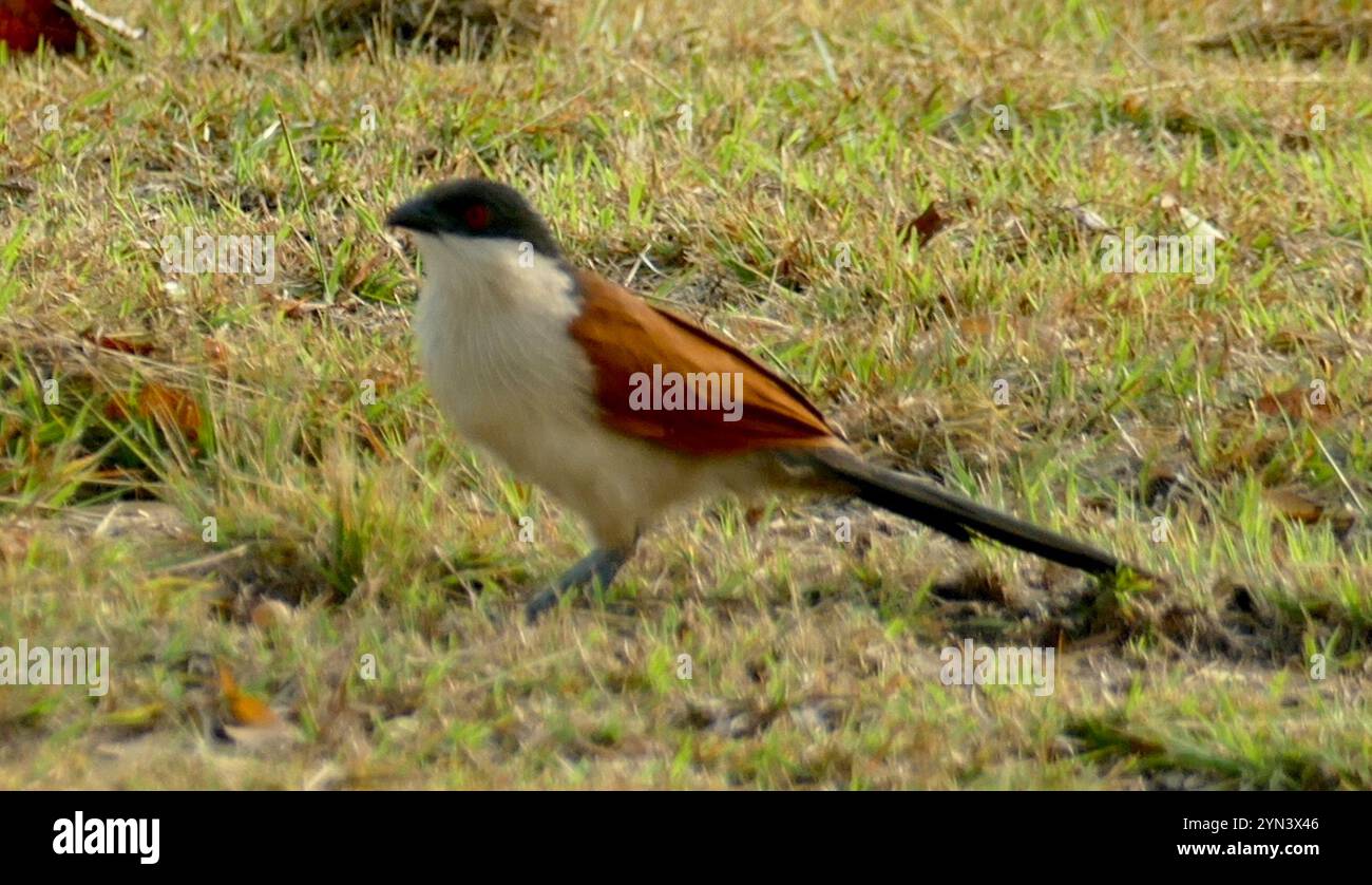 Senegal Coucal (Centropus senegalensis Stock Photo - Alamy