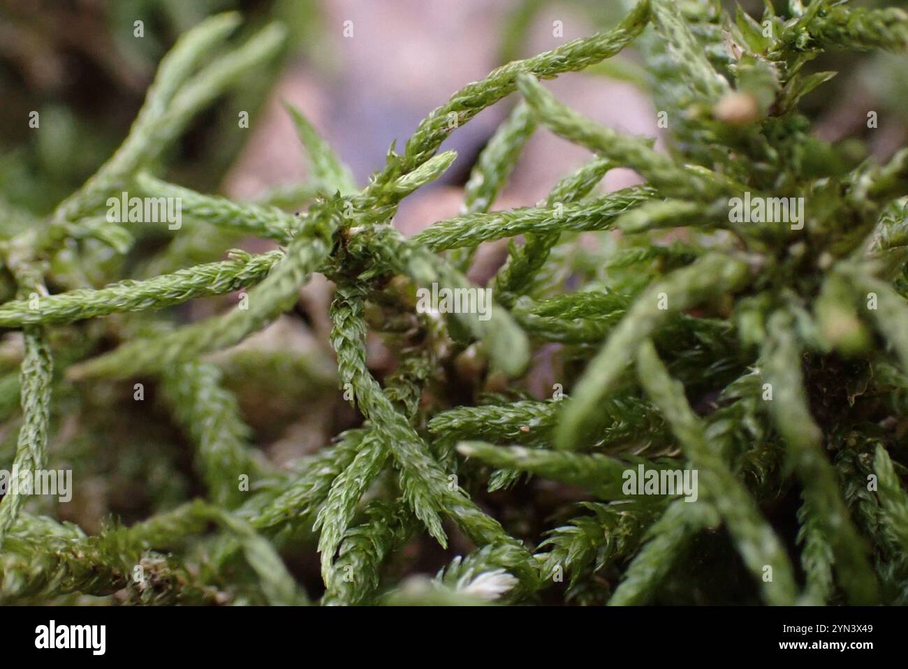 American Tree Moss (Climacium americanum Stock Photo - Alamy