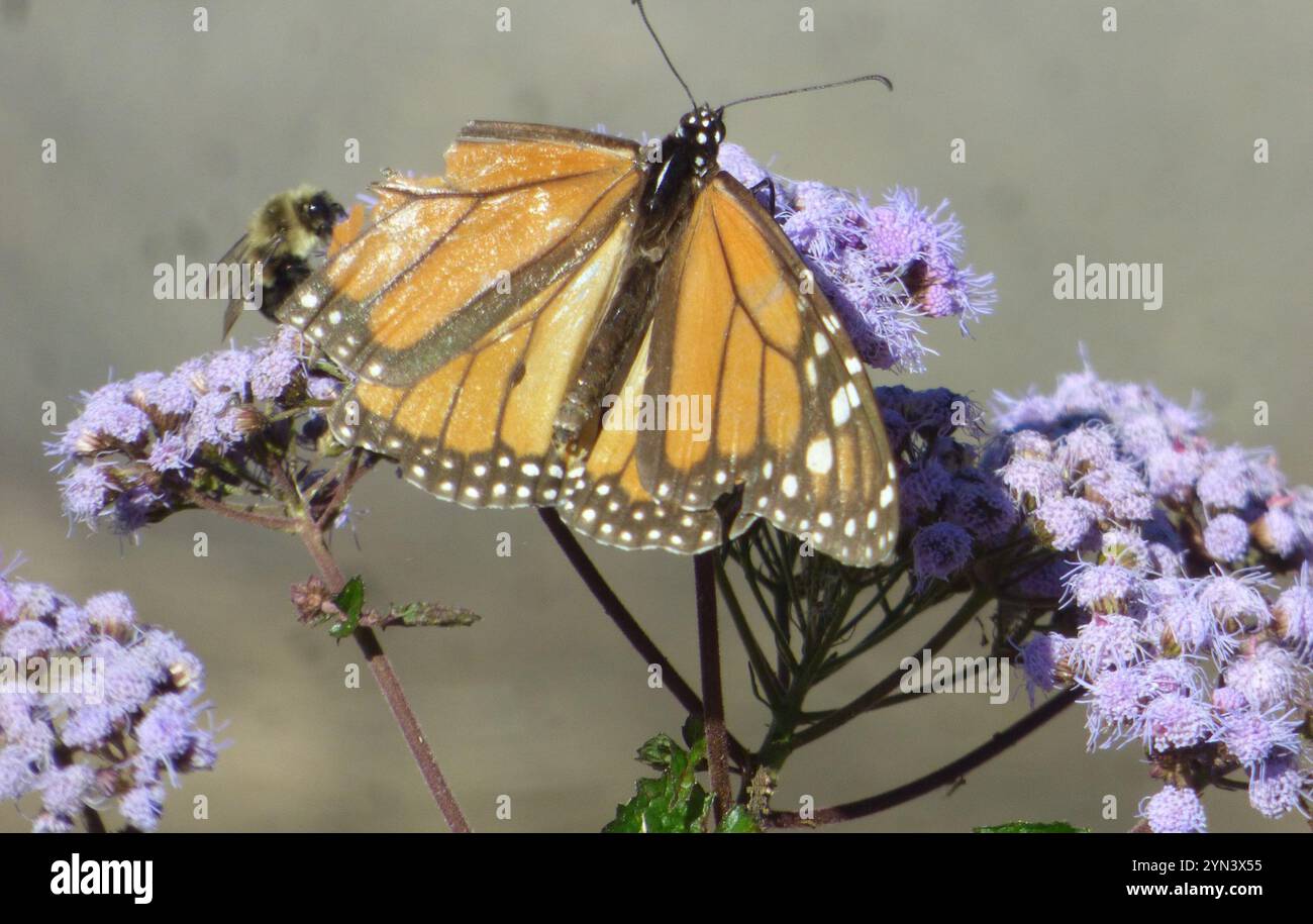 Monarch (Danaus plexippus Stock Photo - Alamy