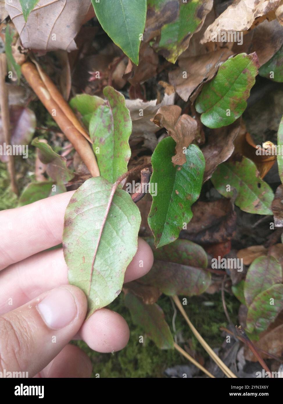 trailing arbutus (Epigaea repens Stock Photo - Alamy