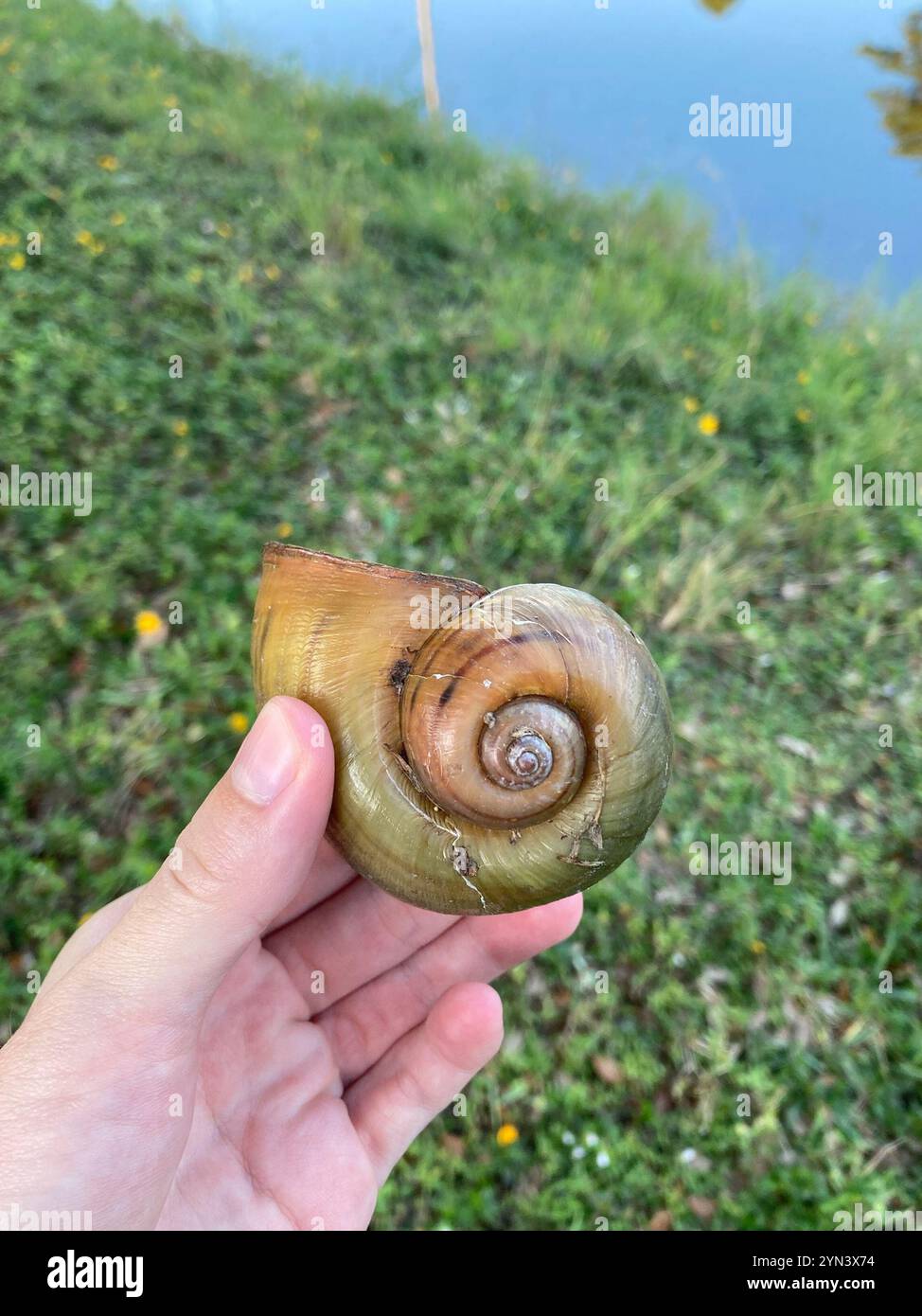 Common Apple Snails (Pomacea Stock Photo - Alamy