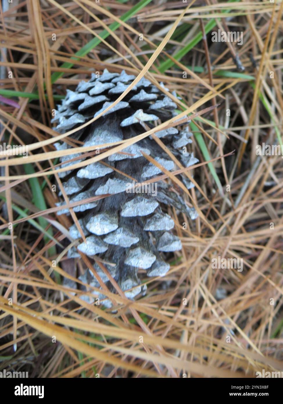 loblolly pine (Pinus taeda Stock Photo - Alamy