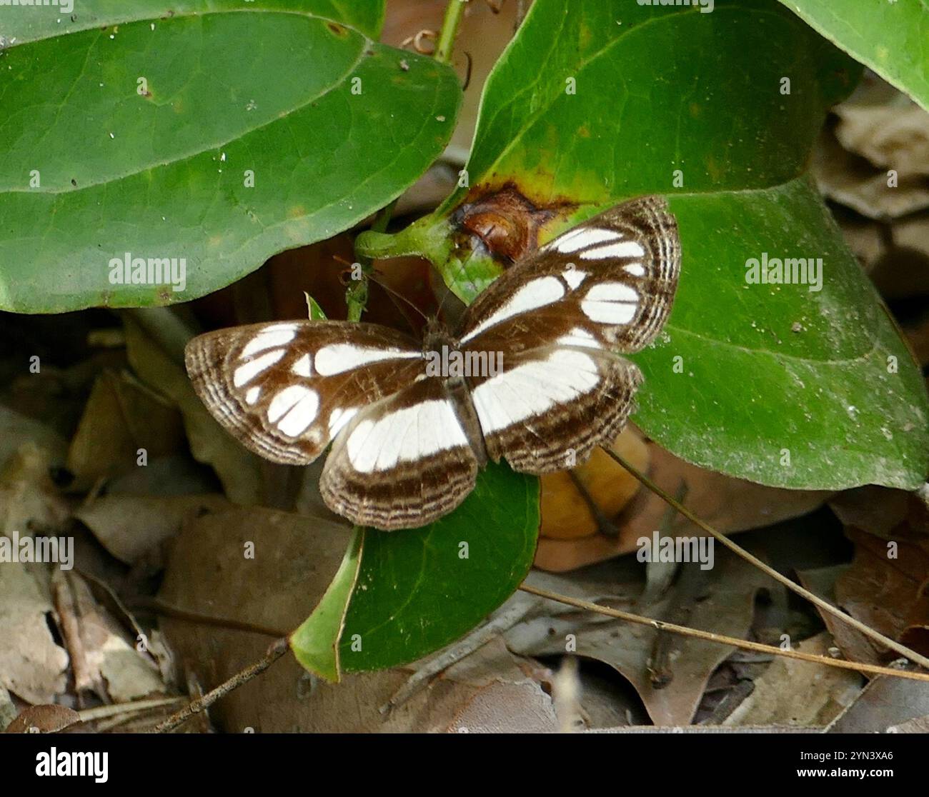 Typical Sailers (Neptis Stock Photo - Alamy