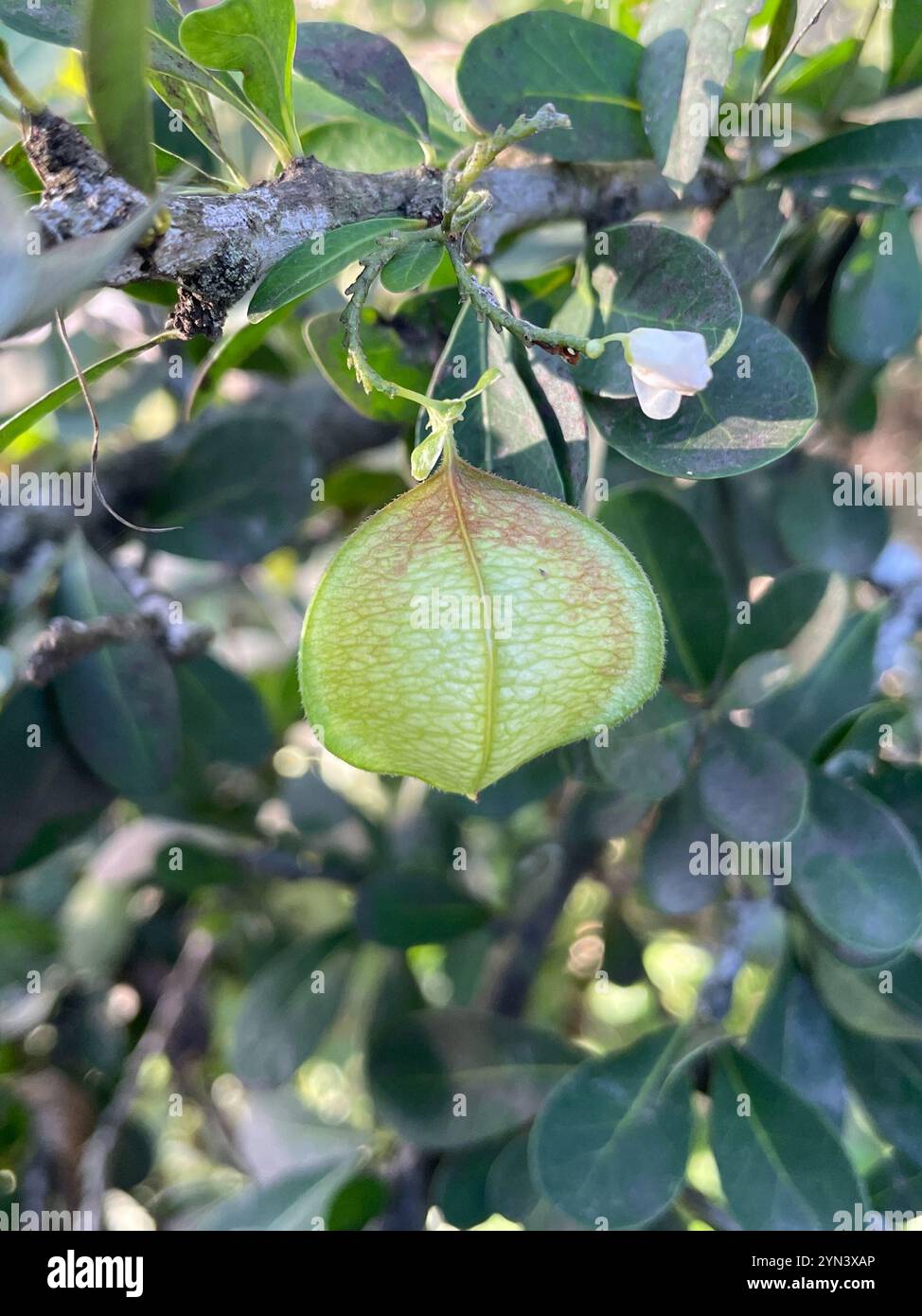 Lesser Balloon Vine (Cardiospermum halicacabum Stock Photo - Alamy