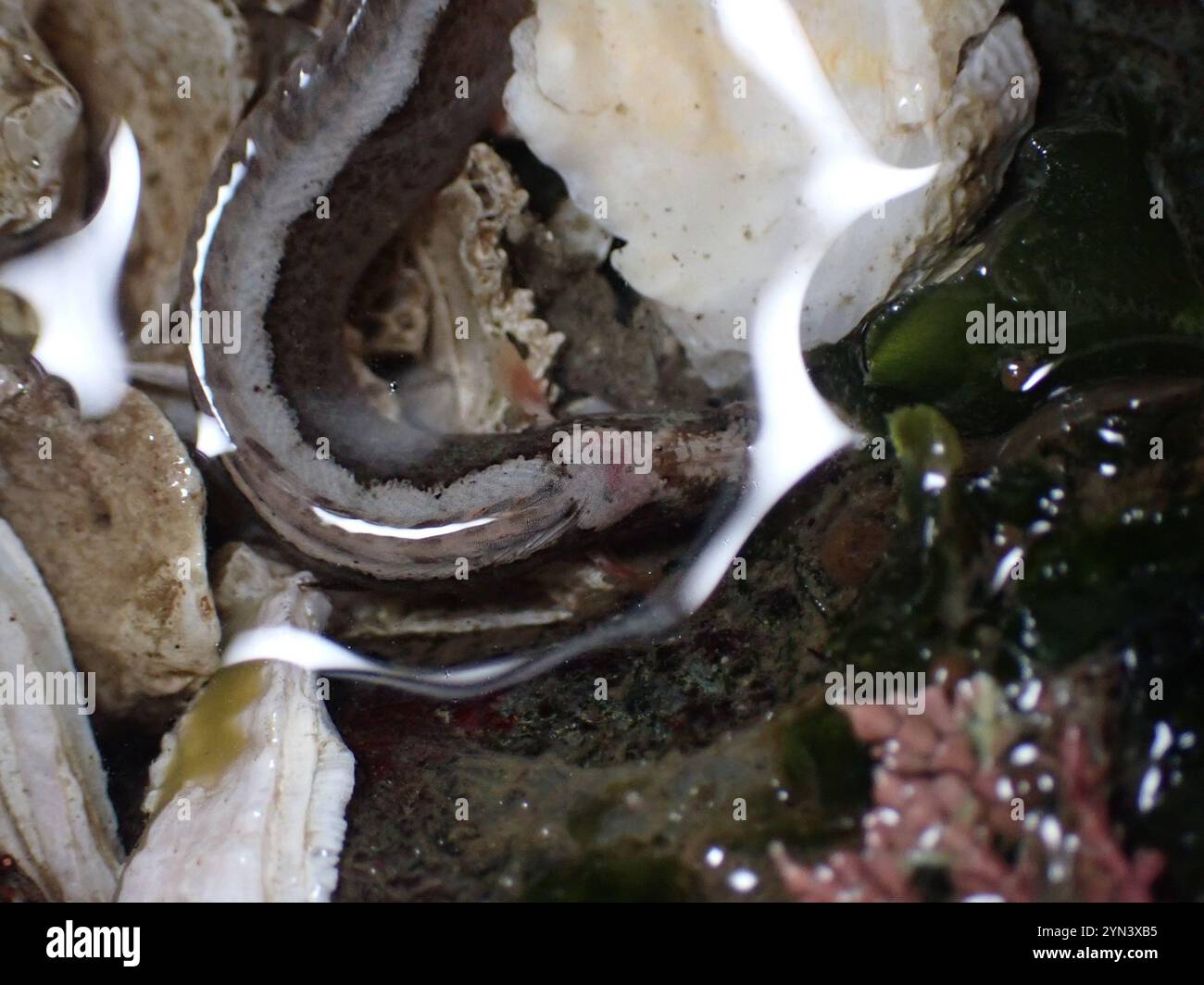 High Cockscomb (Anoplarchus purpurescens Stock Photo - Alamy