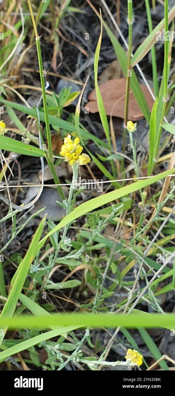 Common Everlasting (Chrysocephalum apiculatum Stock Photo - Alamy