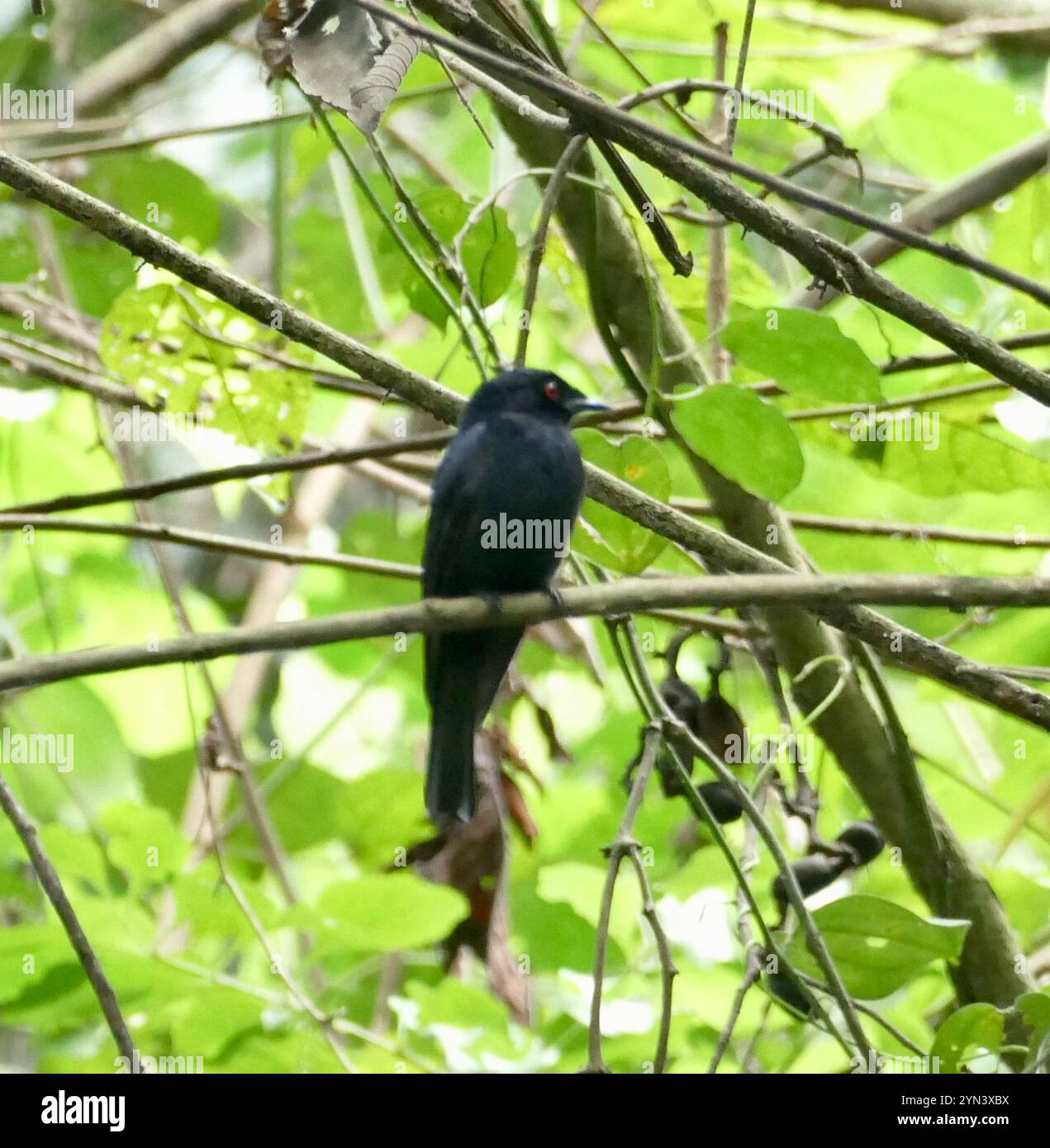 Western Square-tailed Drongo (Dicrurus sharpei occidentalis Stock Photo - Alamy