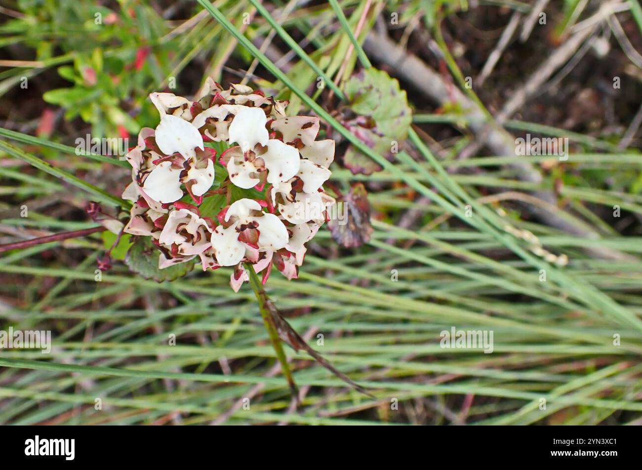 Ceratandra globosa hi-res stock photography and images - Alamy