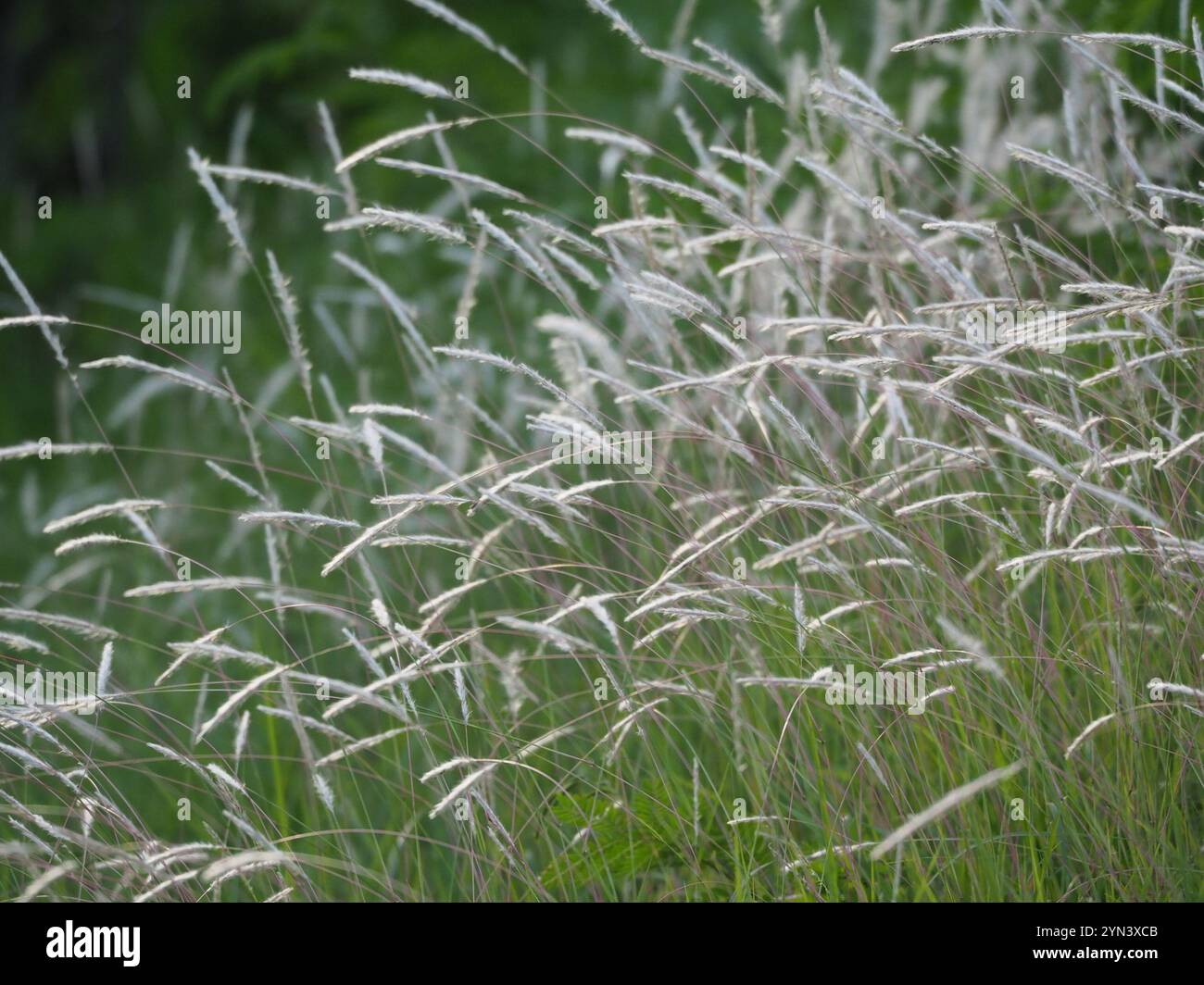 Cogon Grass (Imperata cylindrica Stock Photo - Alamy
