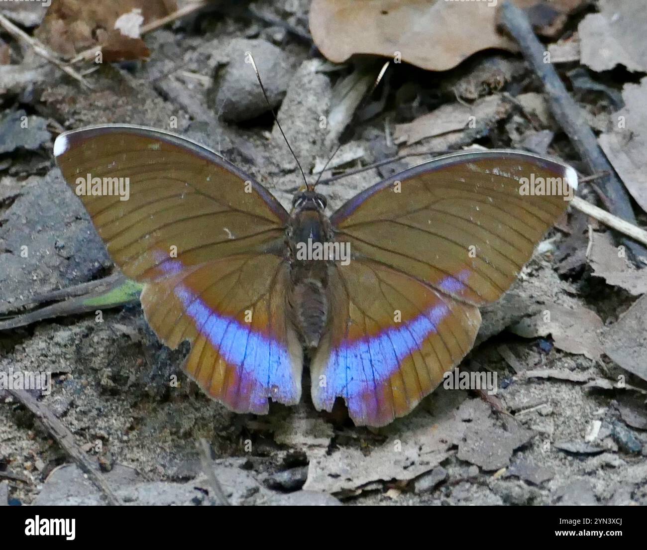 Harpalyce hi-res stock photography and images - Alamy