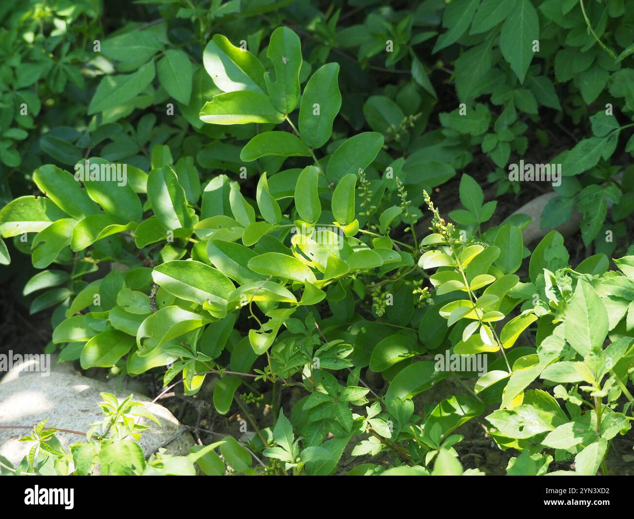 Evergreen Wisteria (Wisteriopsis reticulata Stock Photo - Alamy