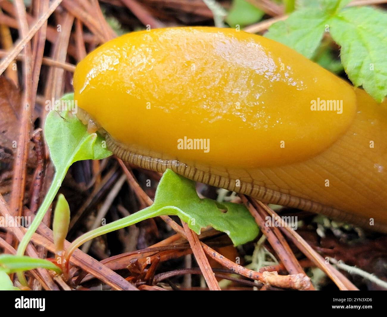 California Banana Slug (Ariolimax californicus Stock Photo - Alamy