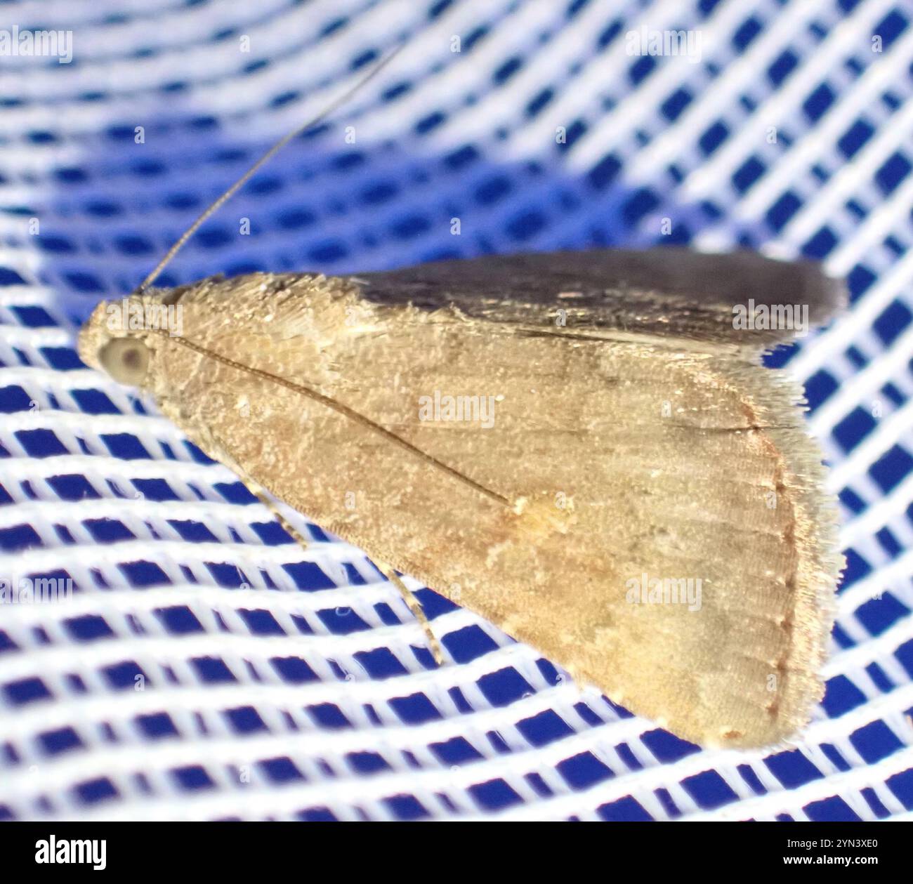 Owlet Moths and Allies (Noctuoidea Stock Photo - Alamy