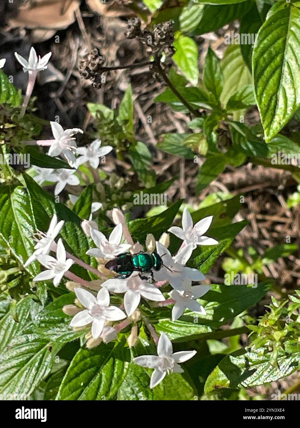 Dilemma Orchid Bee (Euglossa dilemma Stock Photo - Alamy