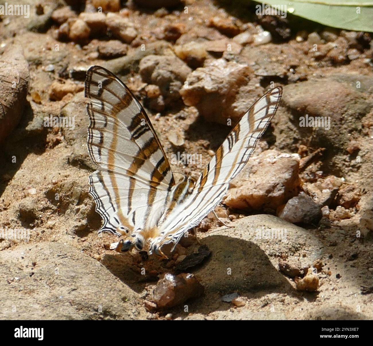 African map butterfly hi-res stock photography and images - Alamy