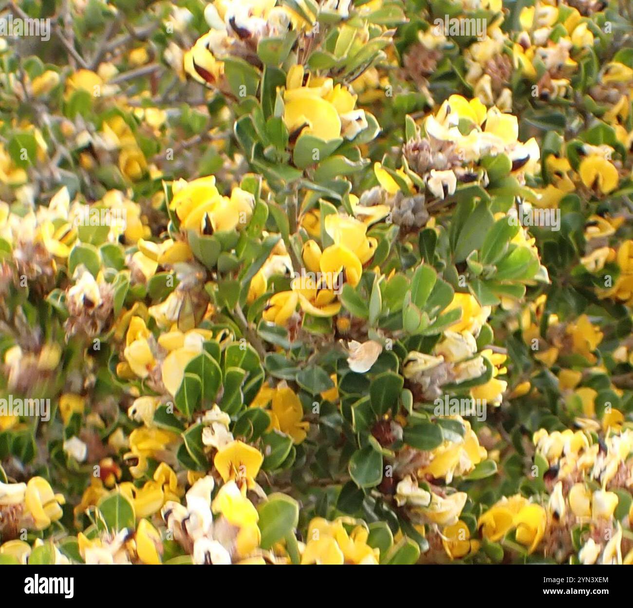 Large-leaf Bush Pea (Pultenaea daphnoides Stock Photo - Alamy