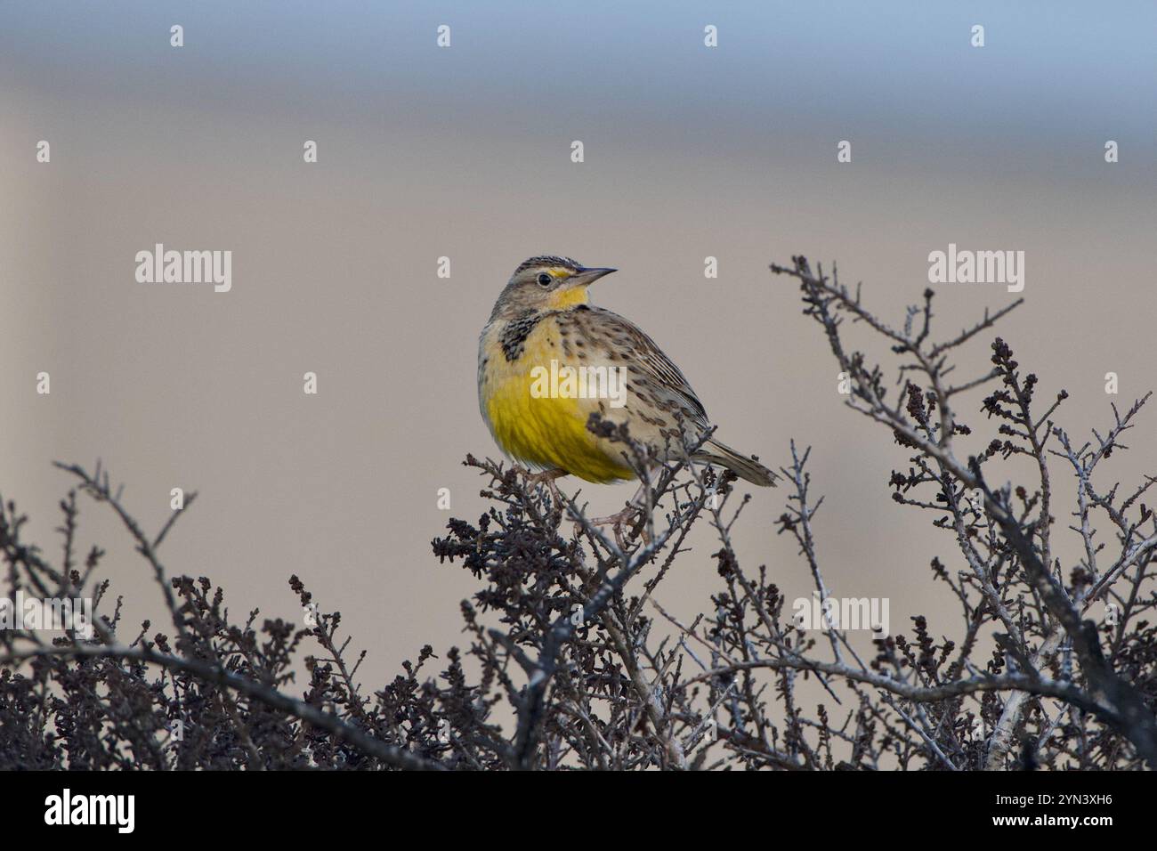 Western Meadowlark (Sturnella neglecta Stock Photo - Alamy