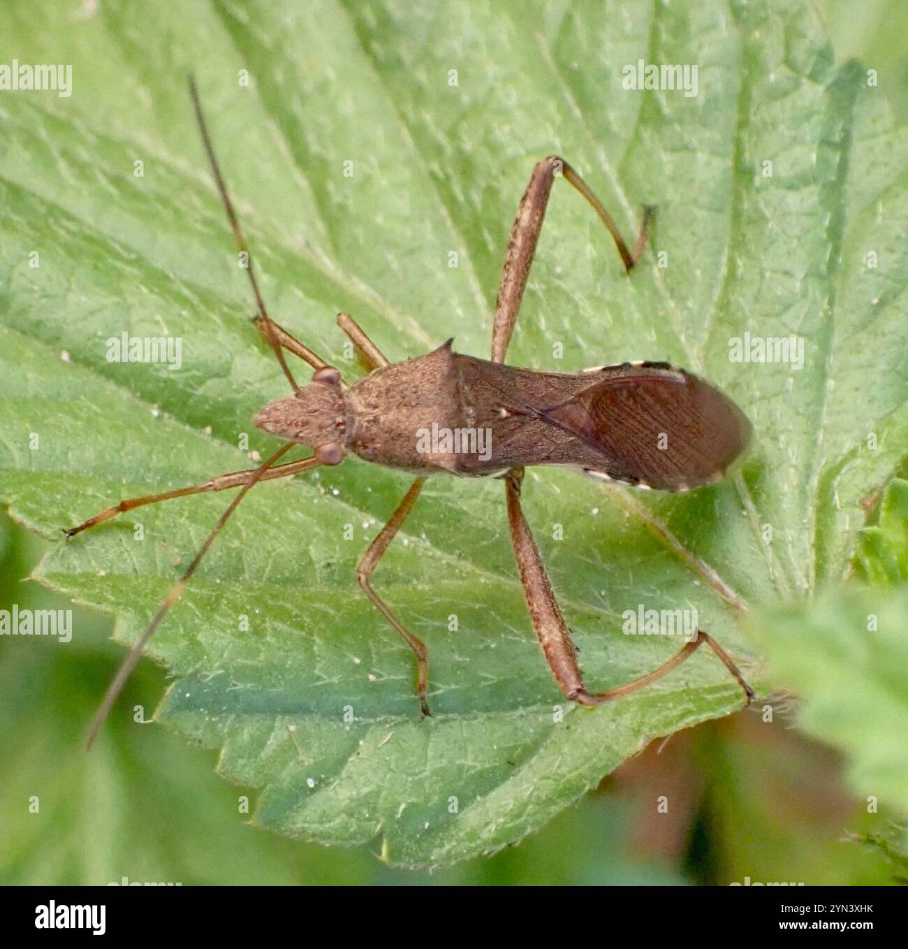 Riptortus hi-res stock photography and images - Alamy