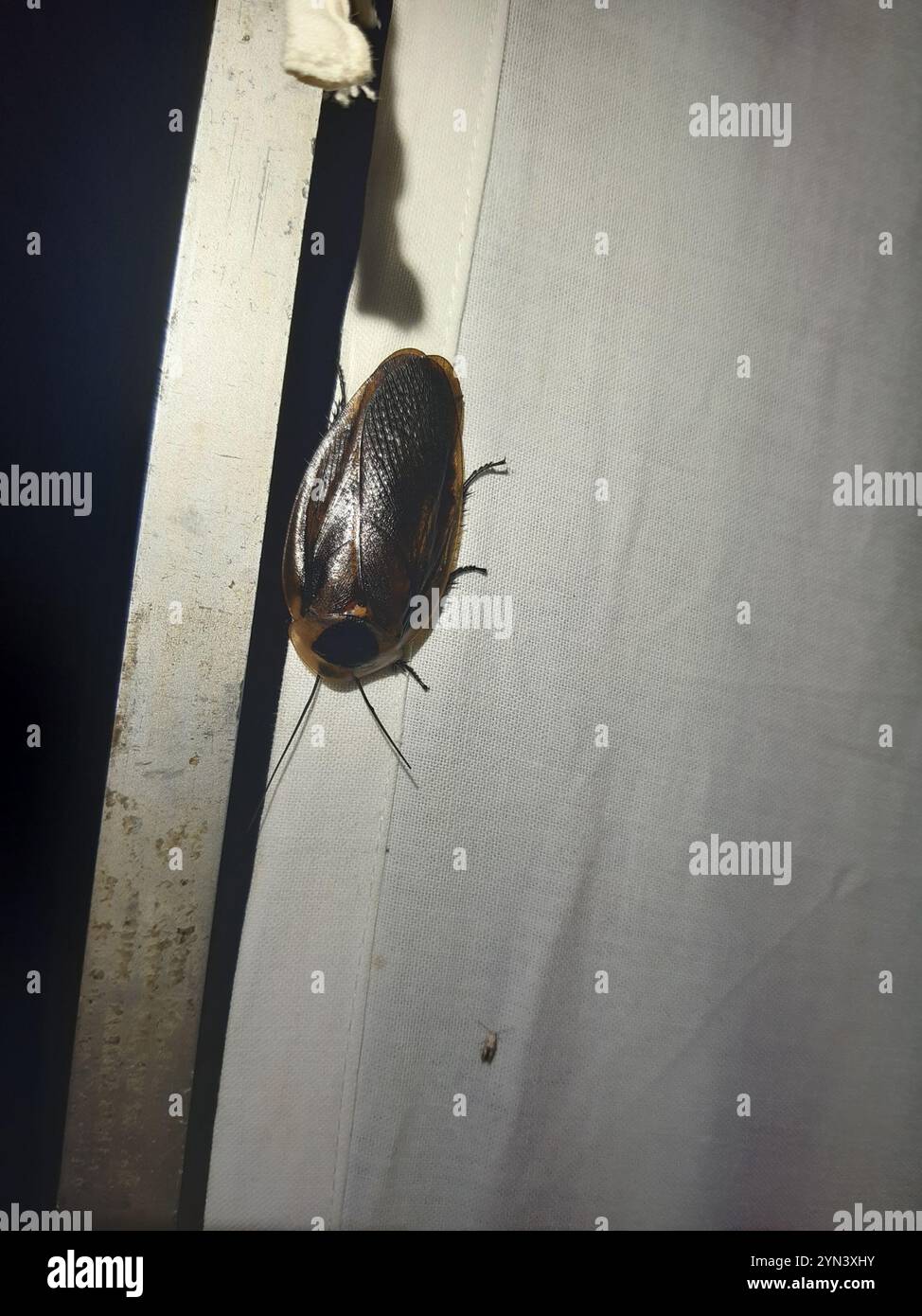 Blaberus hi-res stock photography and images - Alamy