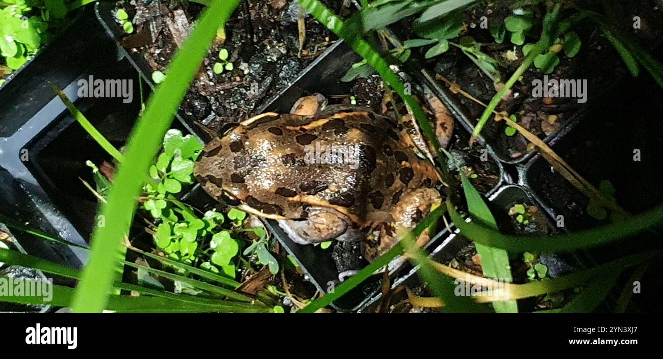 Salmon-striped Frog (Limnodynastes salmini Stock Photo - Alamy