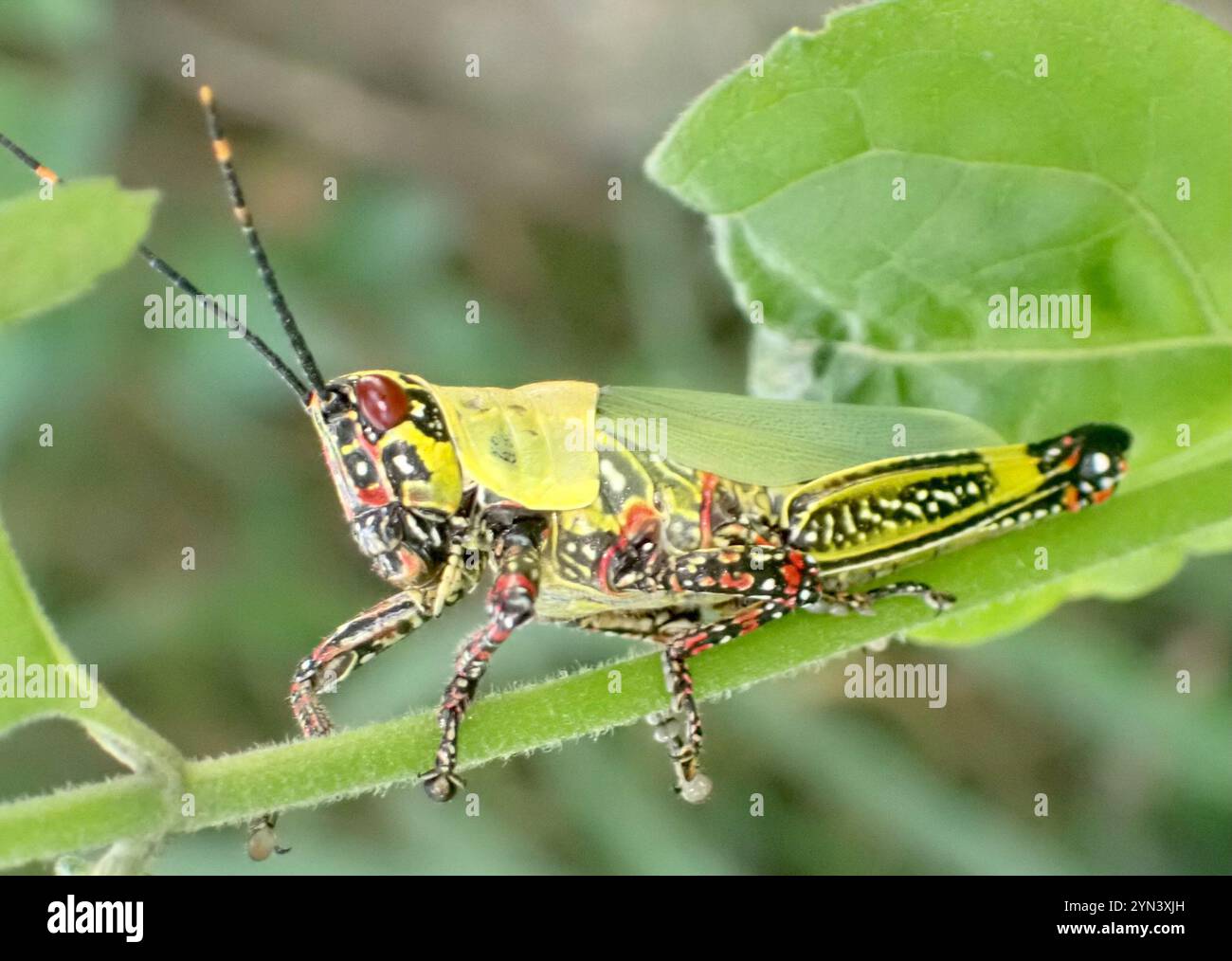 Variegated grasshopper (Zonocerus variegatus Stock Photo - Alamy