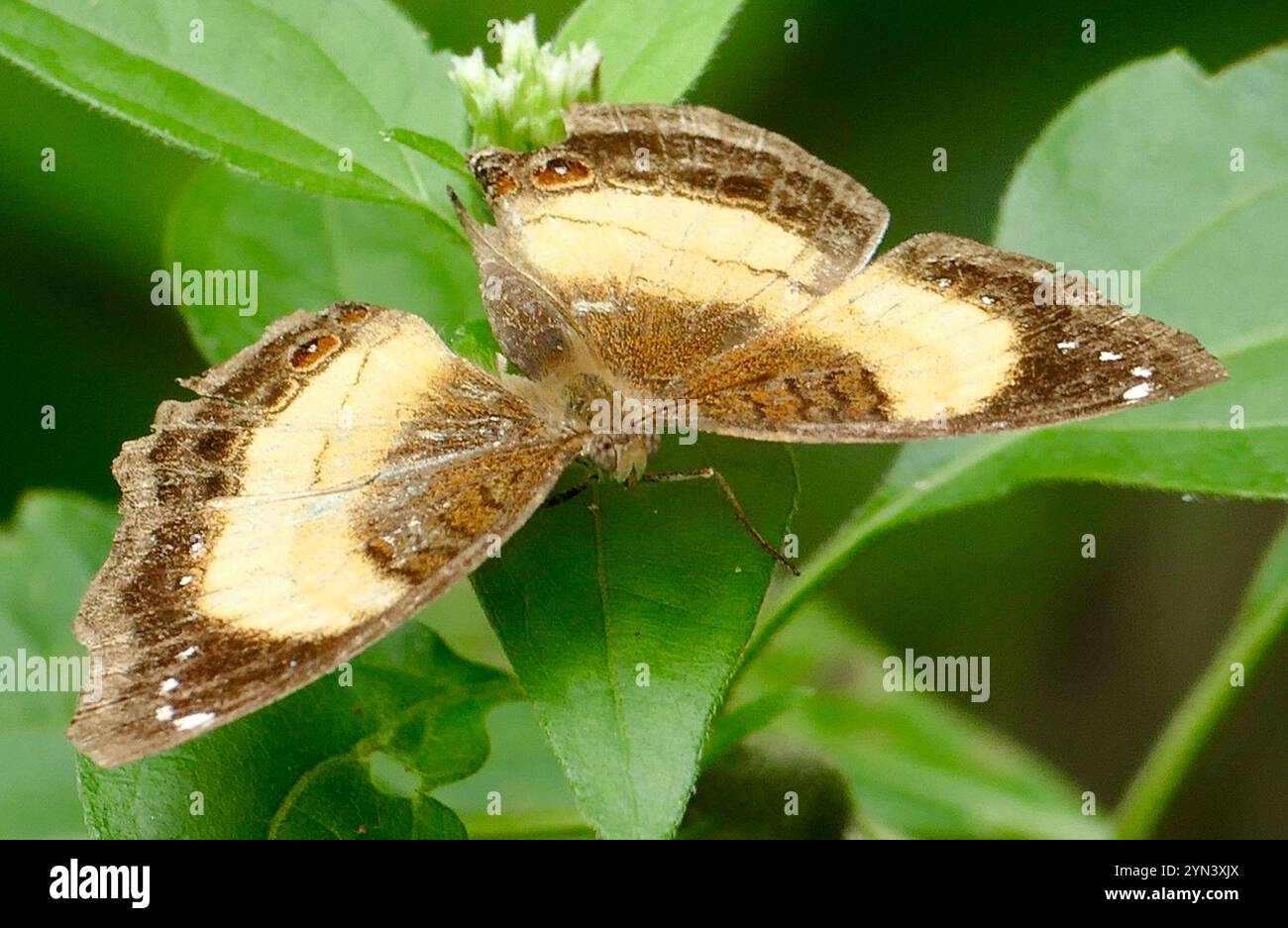 Terea hi-res stock photography and images - Alamy