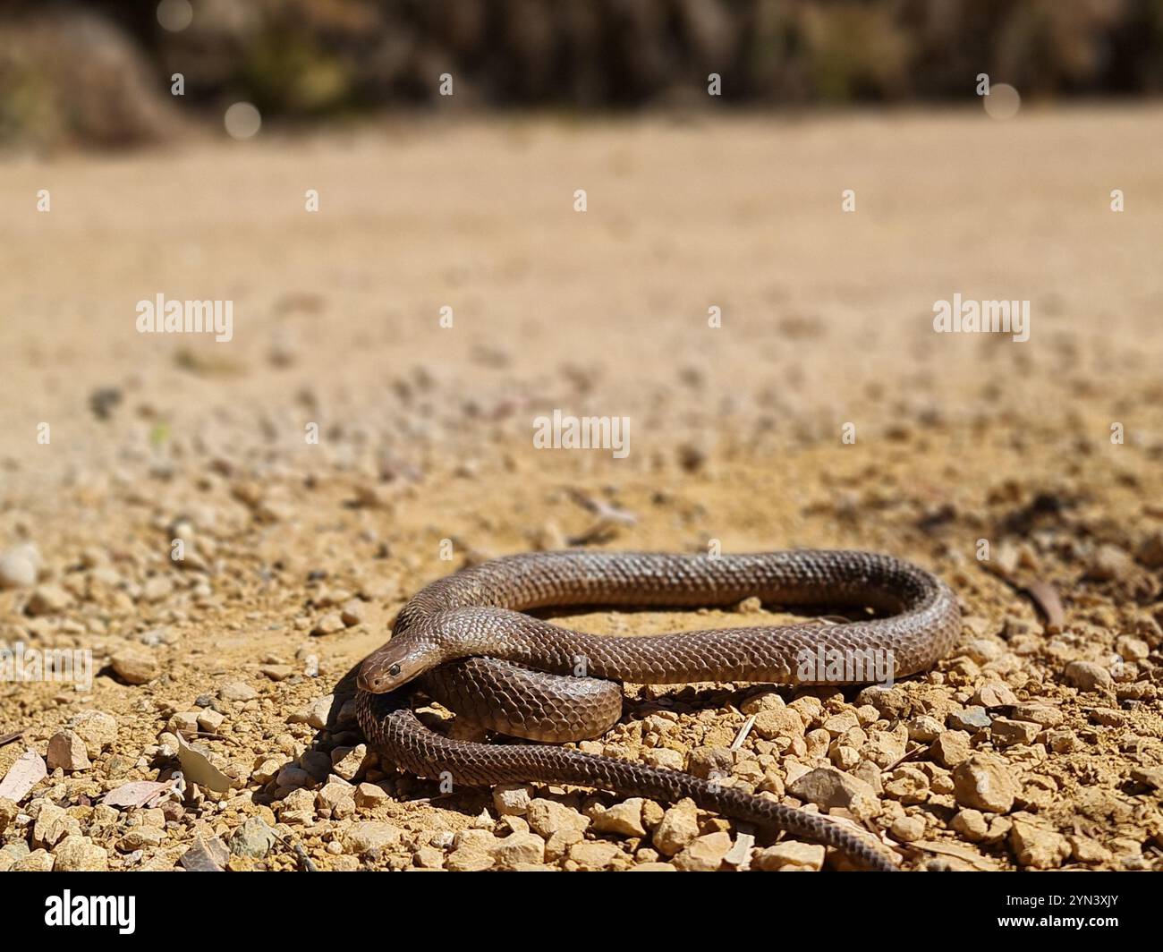 Eastern Brown Snake (Pseudonaja textilis Stock Photo - Alamy
