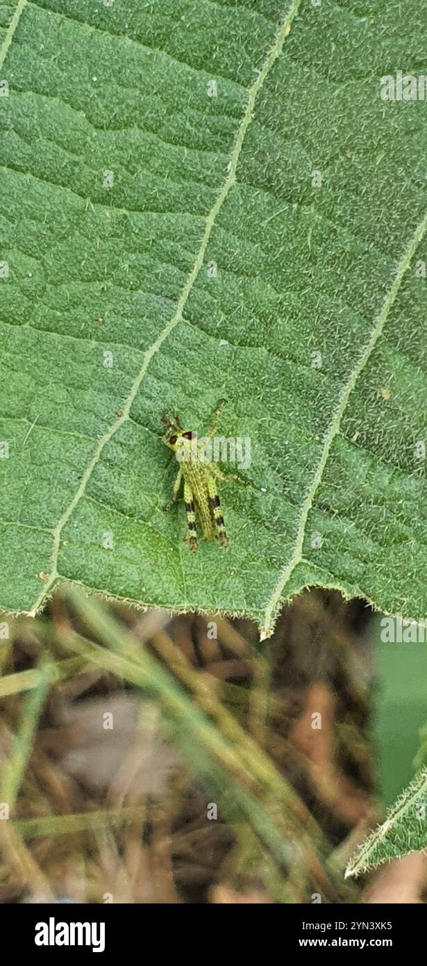Giant Grasshopper (Valanga irregularis Stock Photo - Alamy