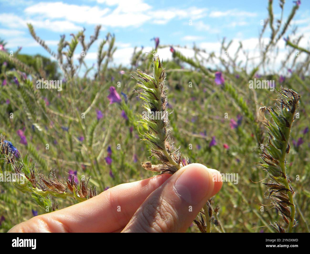 Brown Dog Tick (Rhipicephalus sanguineus Stock Photo - Alamy