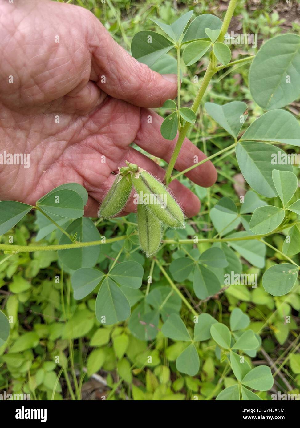 Streaked Rattlepod (Crotalaria pallida Stock Photo - Alamy