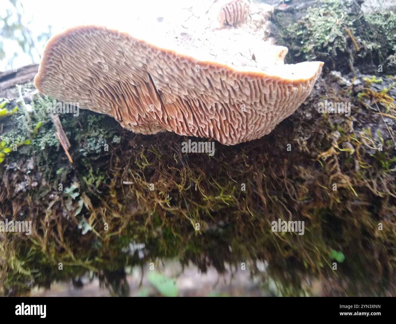 Oak mazegill (Fomitopsis quercina Stock Photo - Alamy
