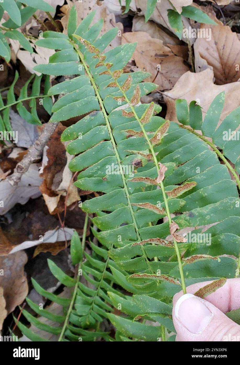 Christmas fern (Polystichum acrostichoides Stock Photo - Alamy