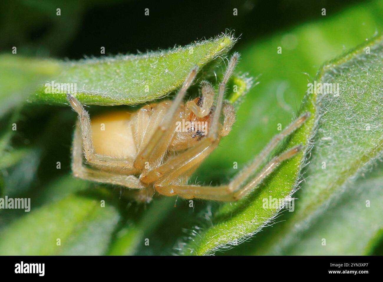 Northern Yellow Sac Spider (Cheiracanthium mildei Stock Photo - Alamy