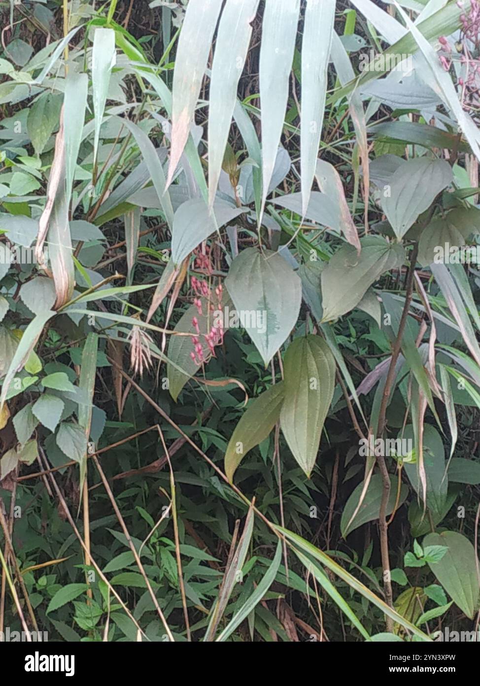 Oxyspora hi-res stock photography and images - Alamy