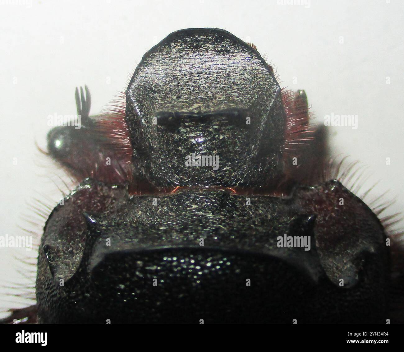 Giant Dung Beetles (Heliocopris Stock Photo - Alamy