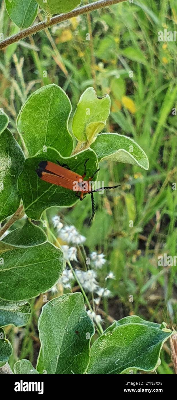 Net-winged Beetles (Lycidae Stock Photo - Alamy
