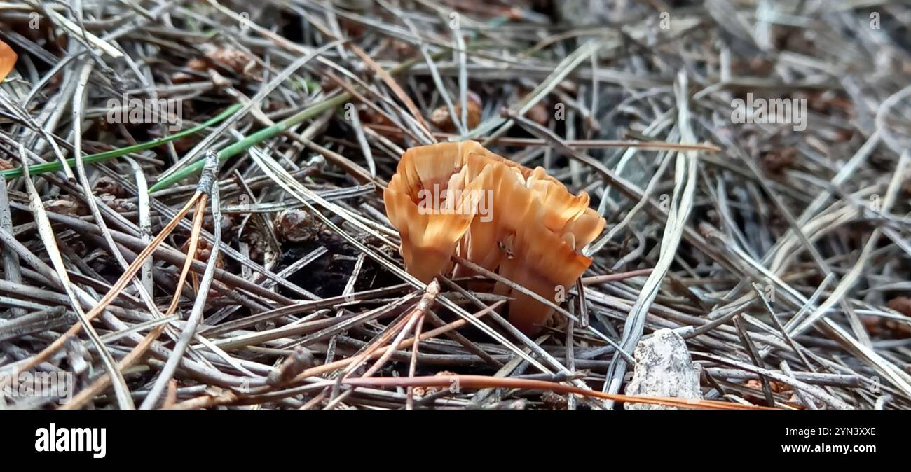 Wine Glass Fungus (Podoscypha petalodes Stock Photo - Alamy