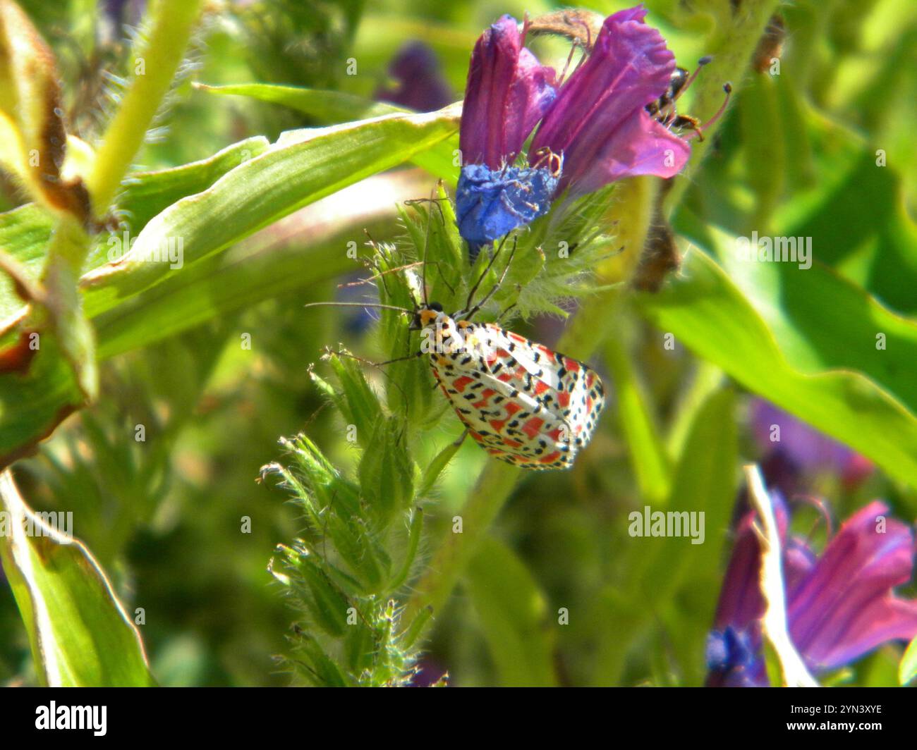 Crimson-speckled Flunkey (Utetheisa pulchella Stock Photo - Alamy