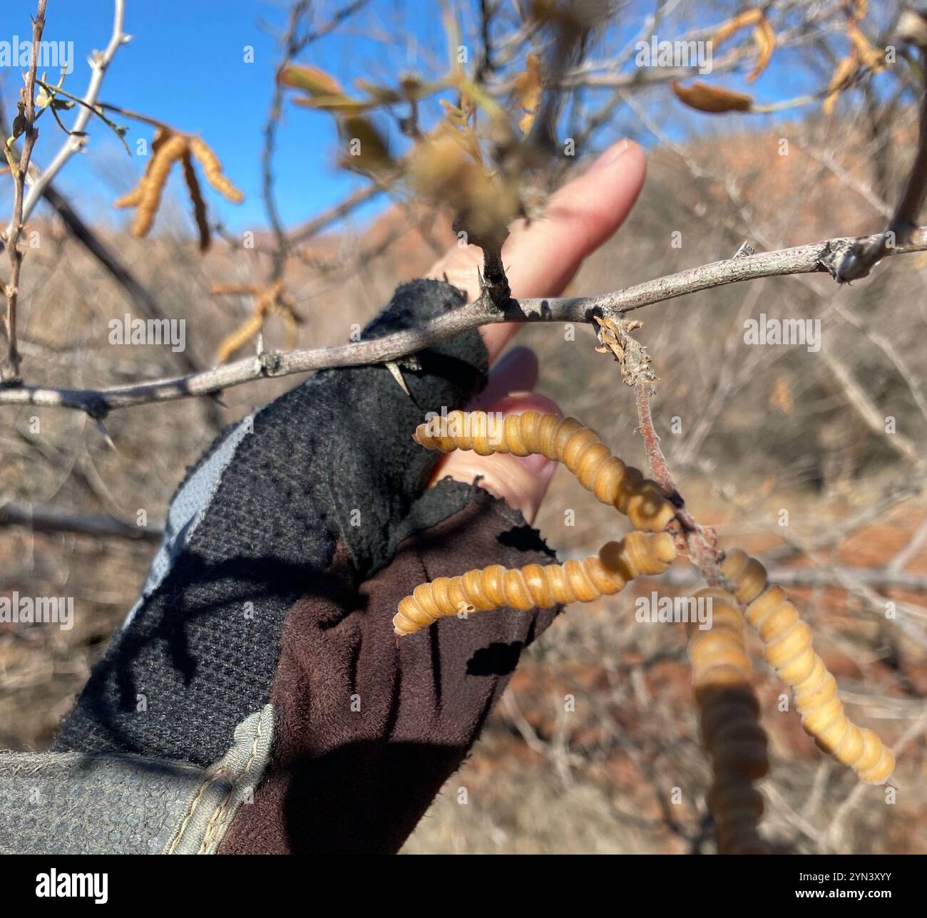 screwbean (Strombocarpa pubescens Stock Photo - Alamy