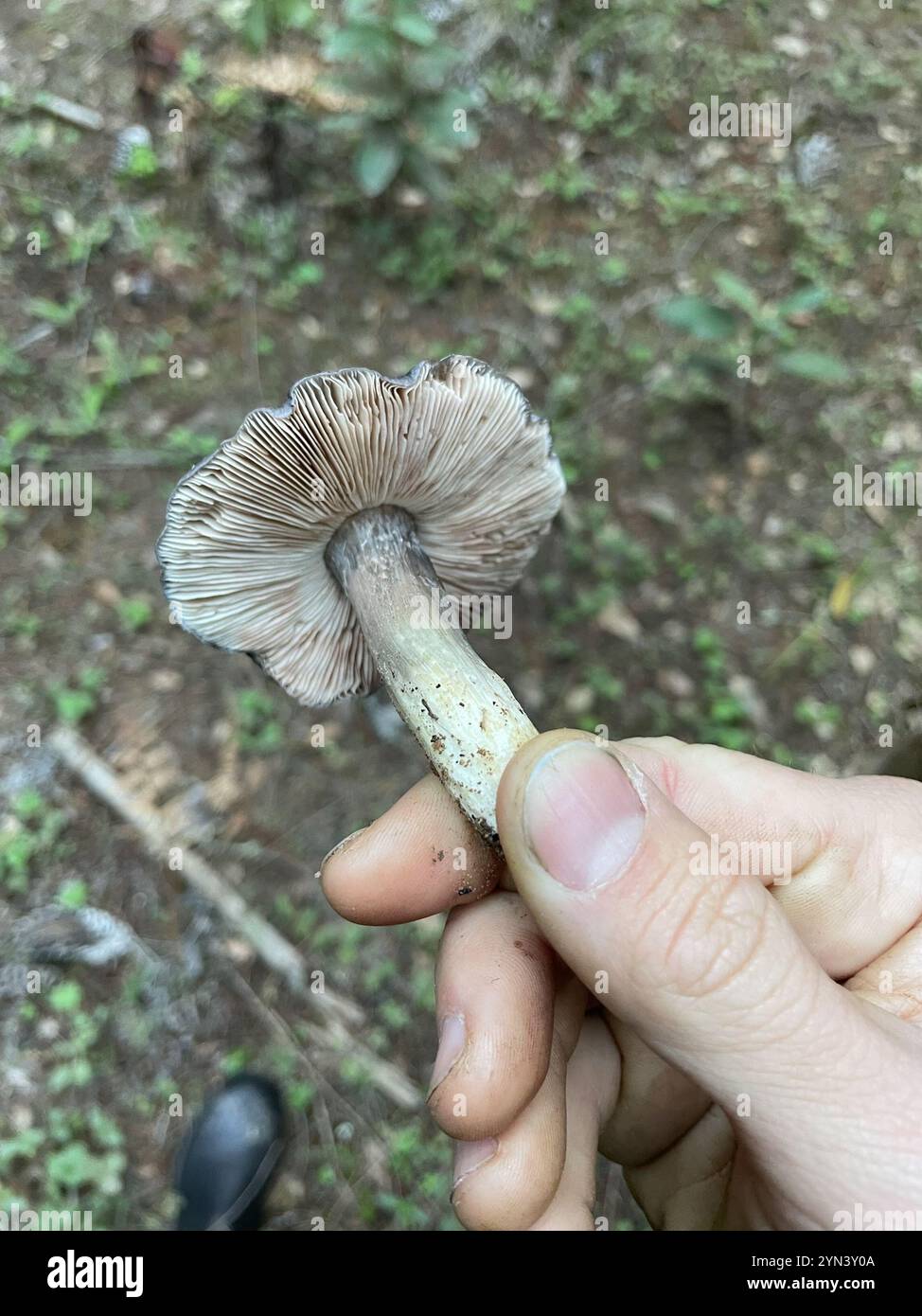 Midnight Entoloma (Entoloma medianox Stock Photo - Alamy