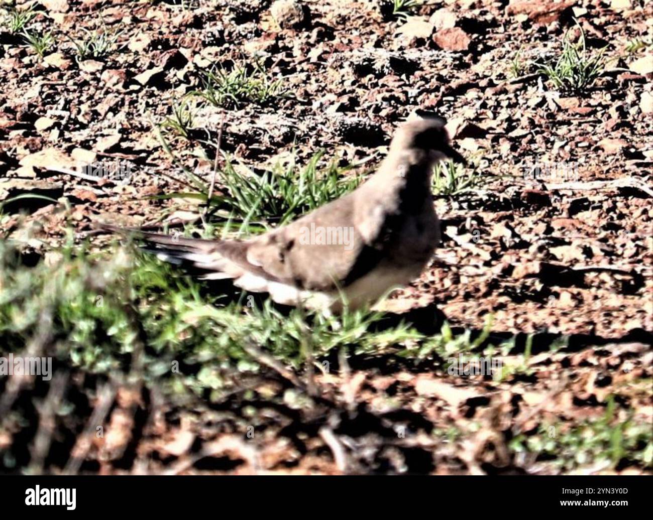 Mainland Namaqua Dove (Oena capensis capensis Stock Photo - Alamy