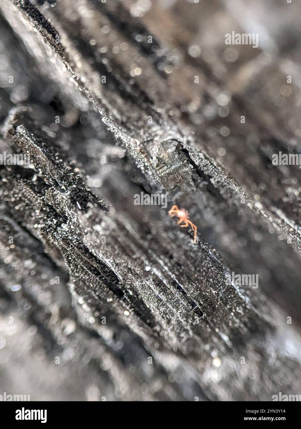 Trombidiform hi-res stock photography and images - Alamy
