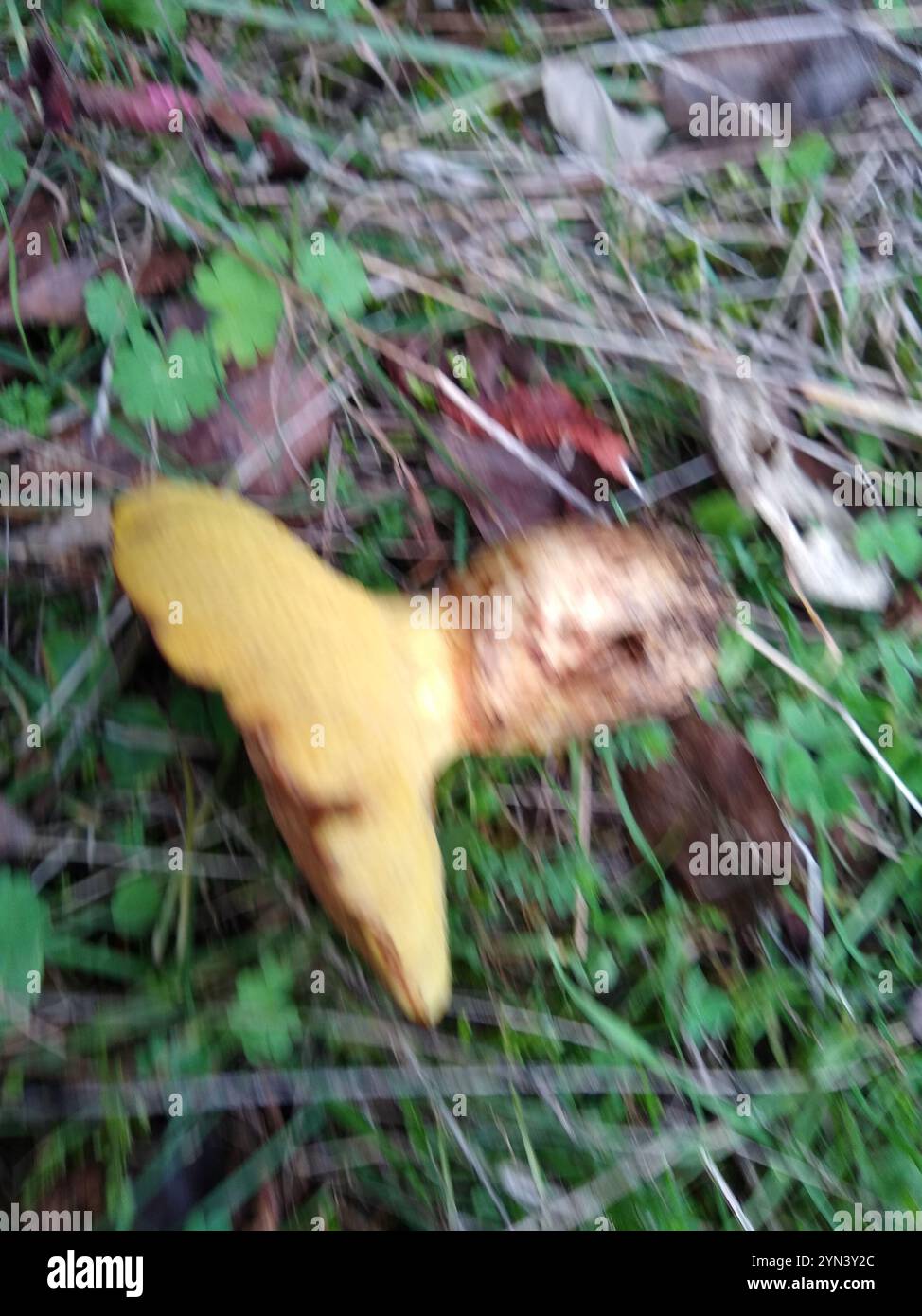 Fat Jack (Suillus caerulescens Stock Photo - Alamy