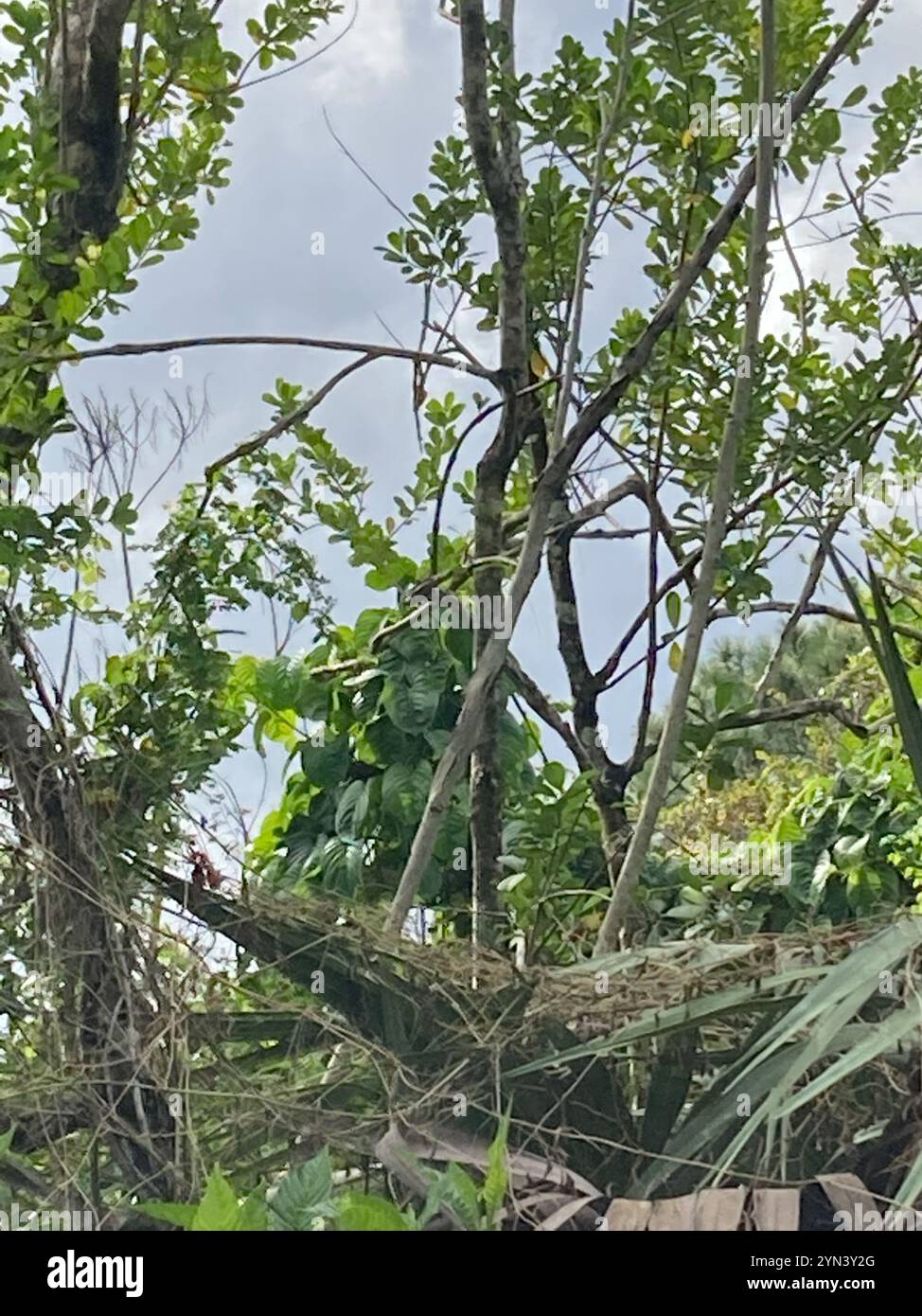 giant granadilla (Passiflora quadrangularis Stock Photo - Alamy