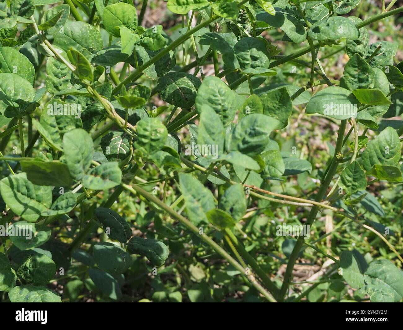 Phasey Bean (Macroptilium lathyroides Stock Photo - Alamy